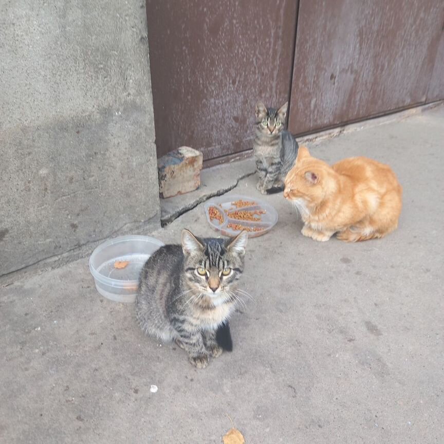 Котята