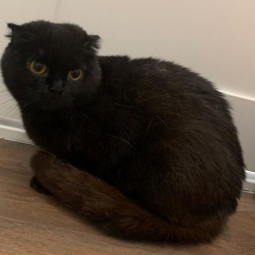 Отдам кошку вислоухая