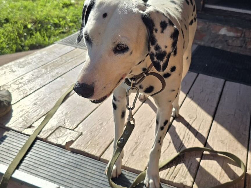 Собака породы Далматин ищет Дом