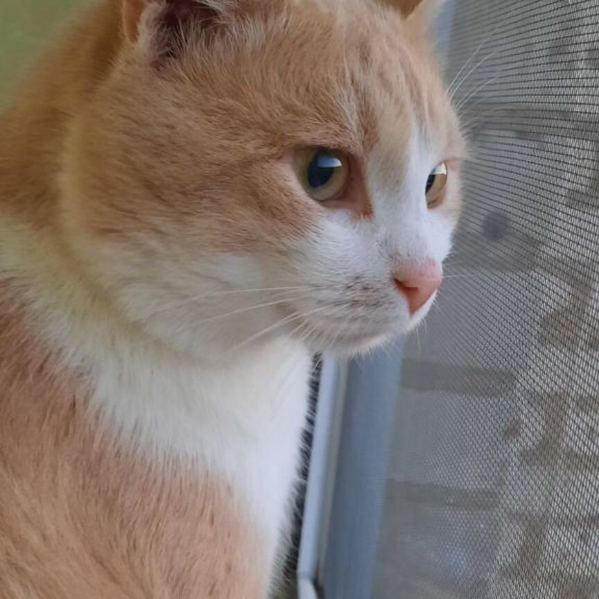 Котик