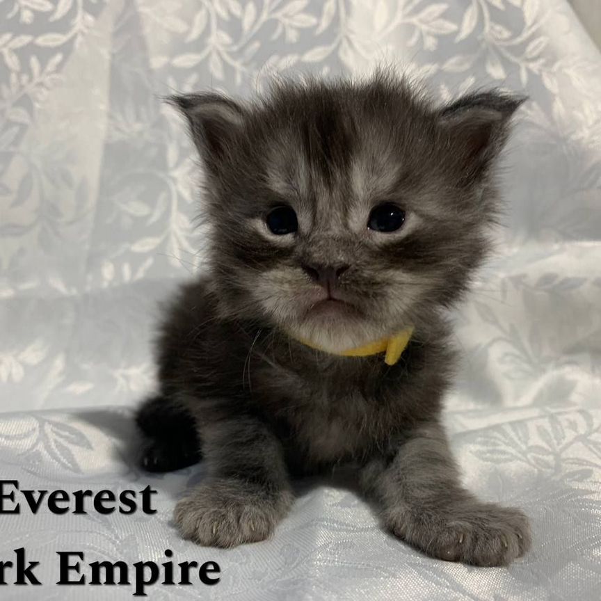 Котенок мейнкун черный дым