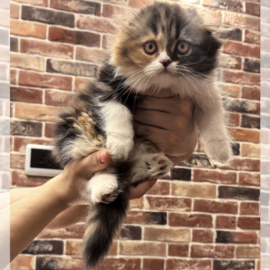 Шотландский вислоухий длинношёрстный котёнок