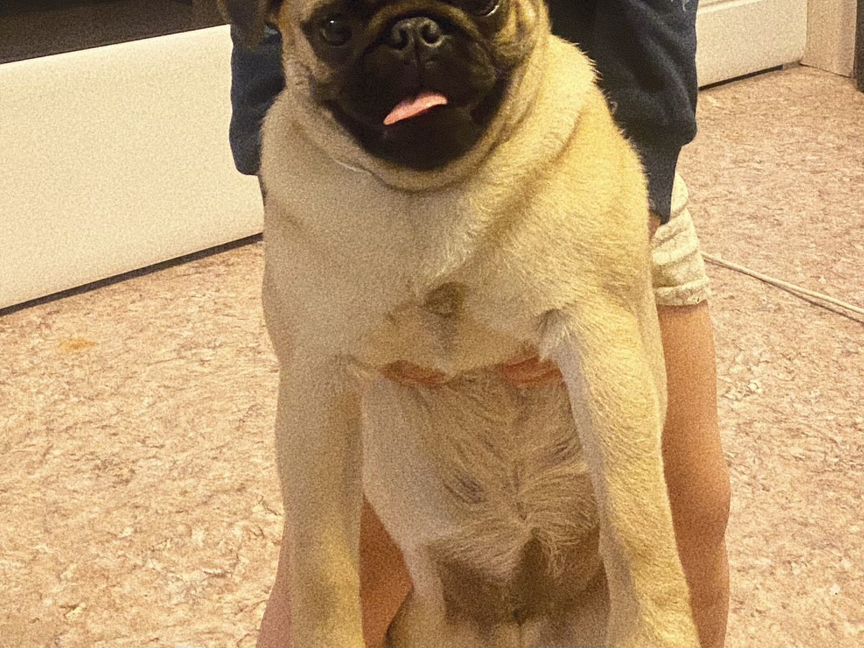Мопс