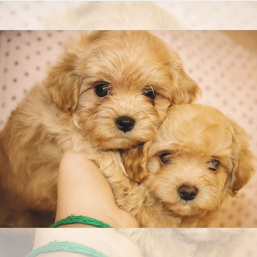 Мальтипу, щенок