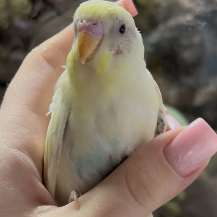 Волнистый попугай