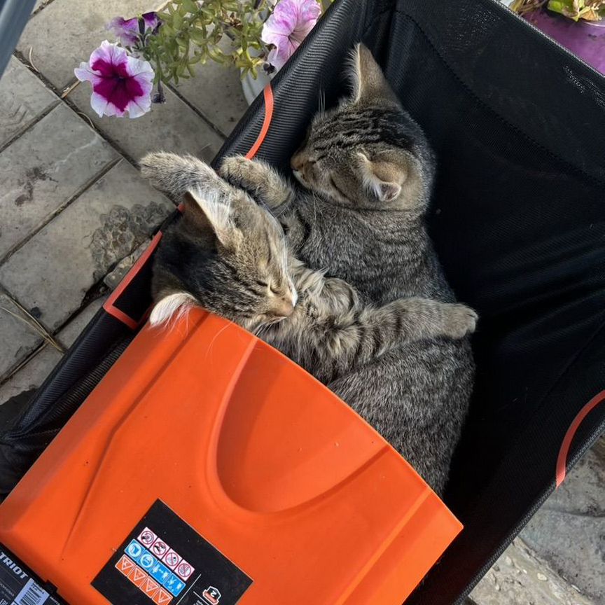 Котята в добрые руки