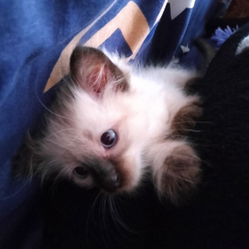 Продам котёнка