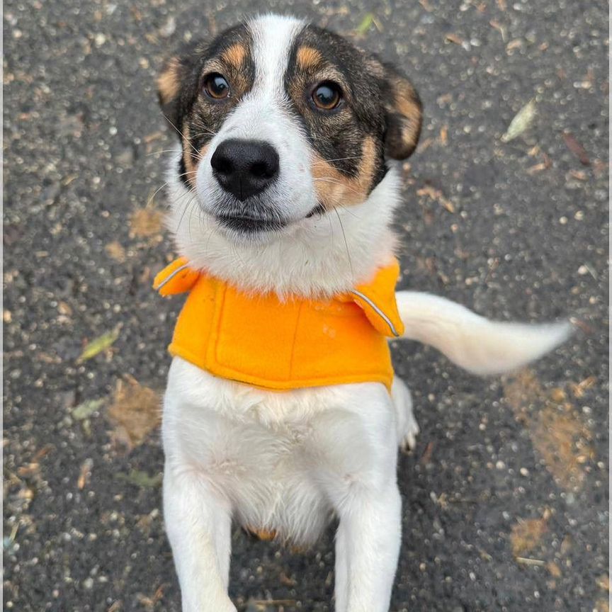 Взрослая собака в добрые руки