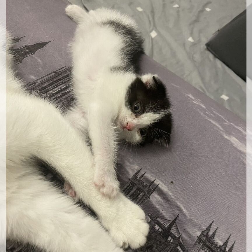 Вислоухая кошечка