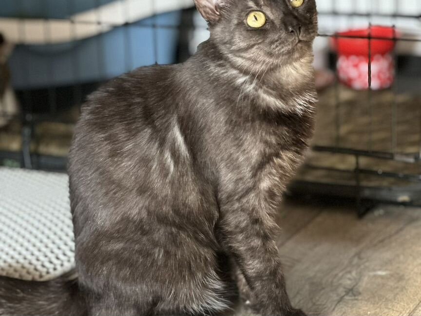 Гаечка 2 года стерилизована