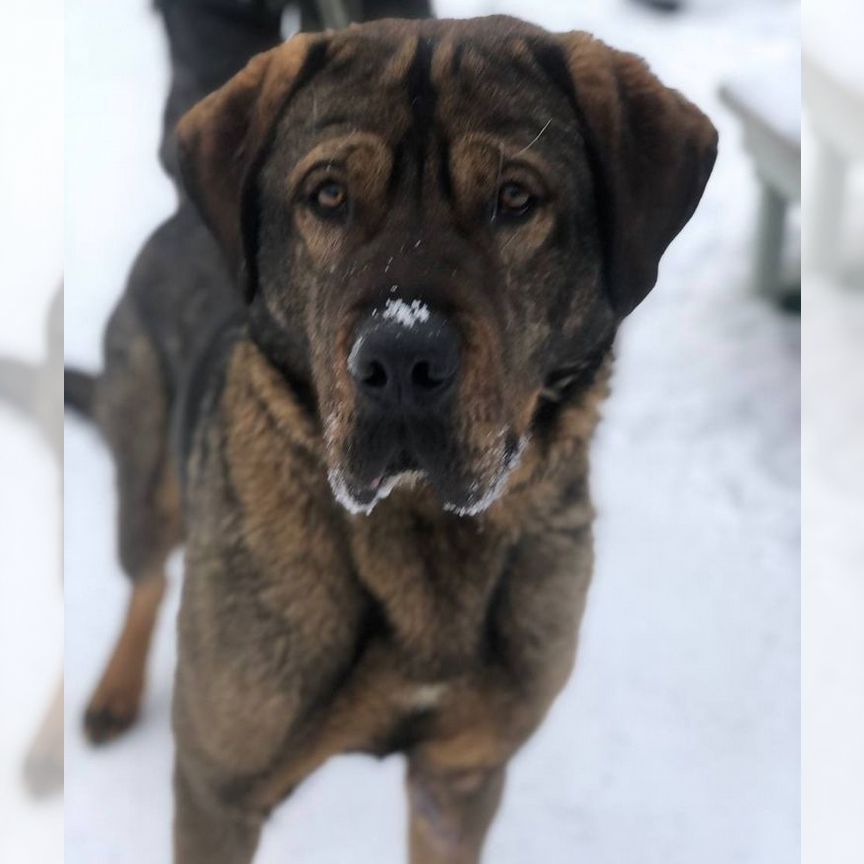 Взрослый пёс в добрые руки