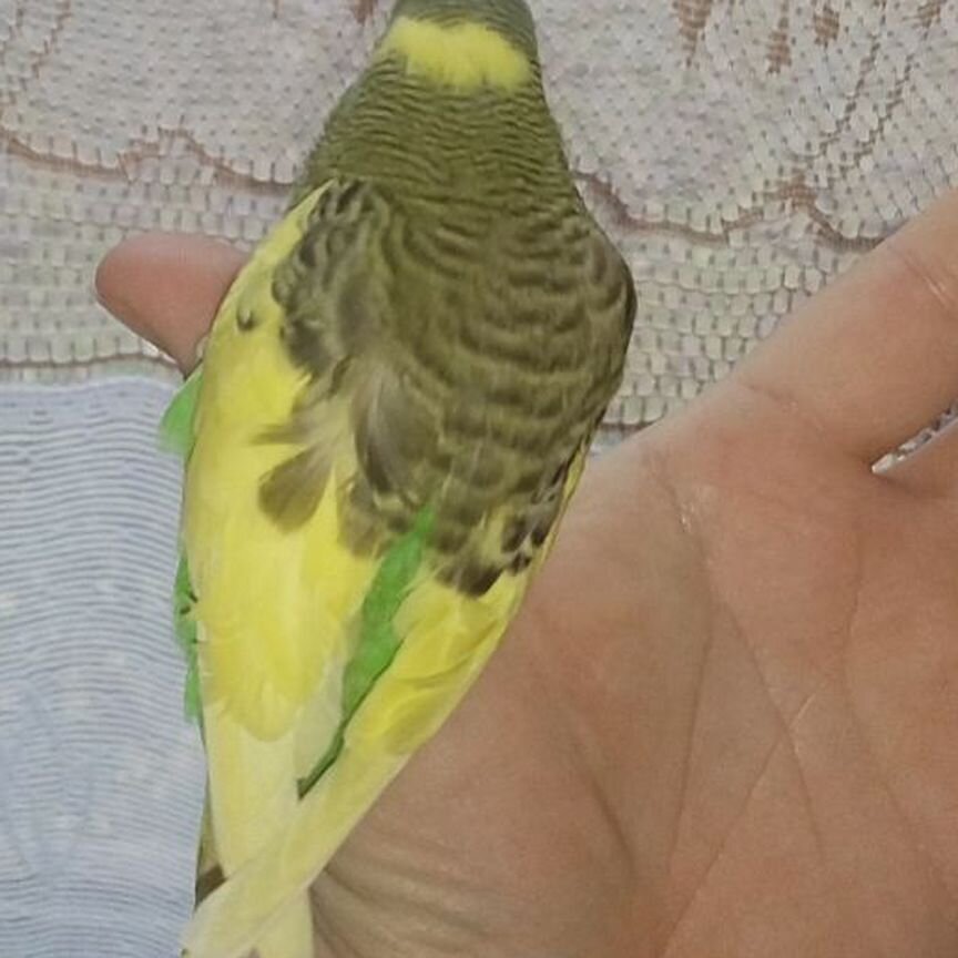 Птенцы волнистый попугай ручной