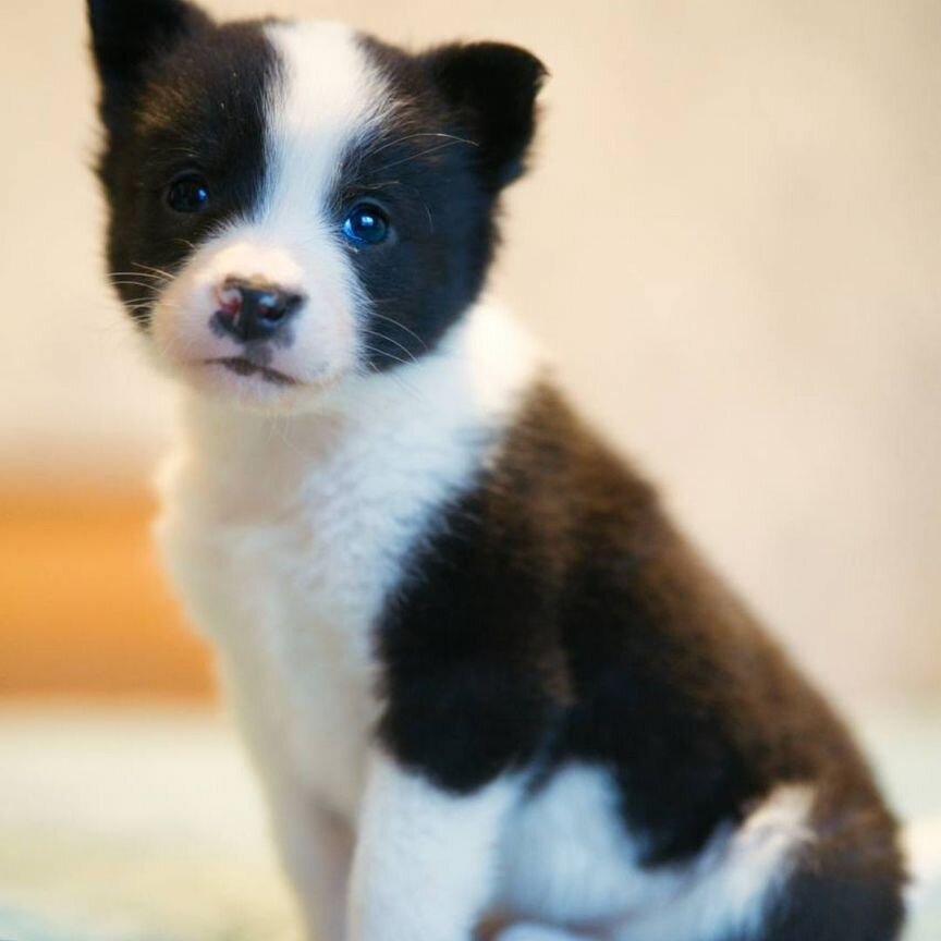 Девочка щеночек в добрые руки