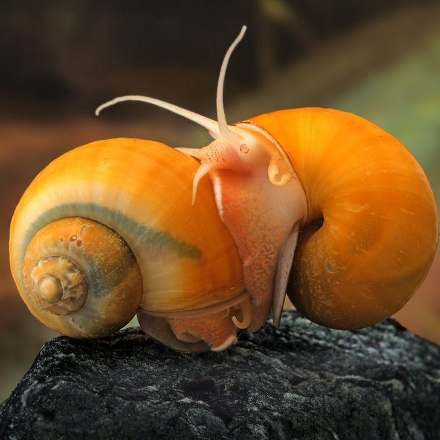 Улитка ампулярия желтая - Pomacea bridgesii