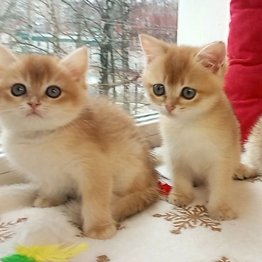 Котята Золотая шиншилла