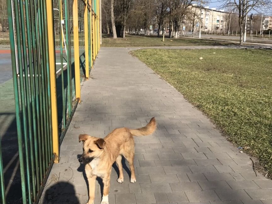 Собака в добрые руки отдам бесплатно