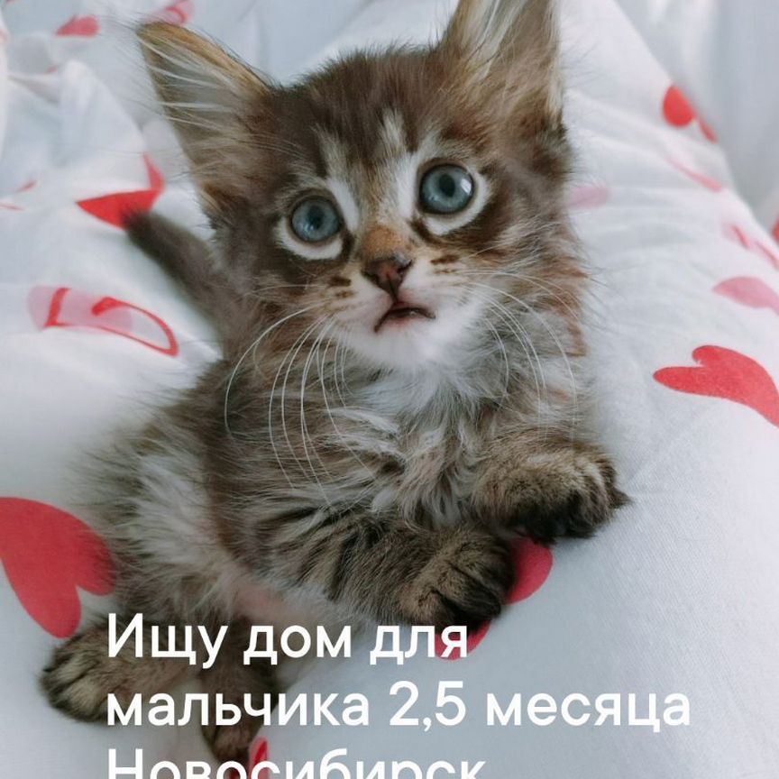 Котик мальчик 2,5 месяца в добрые руки