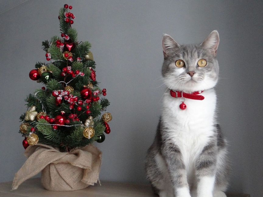 Найдена кошка