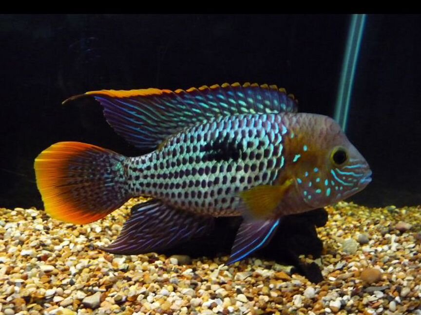 Акара Берозвая