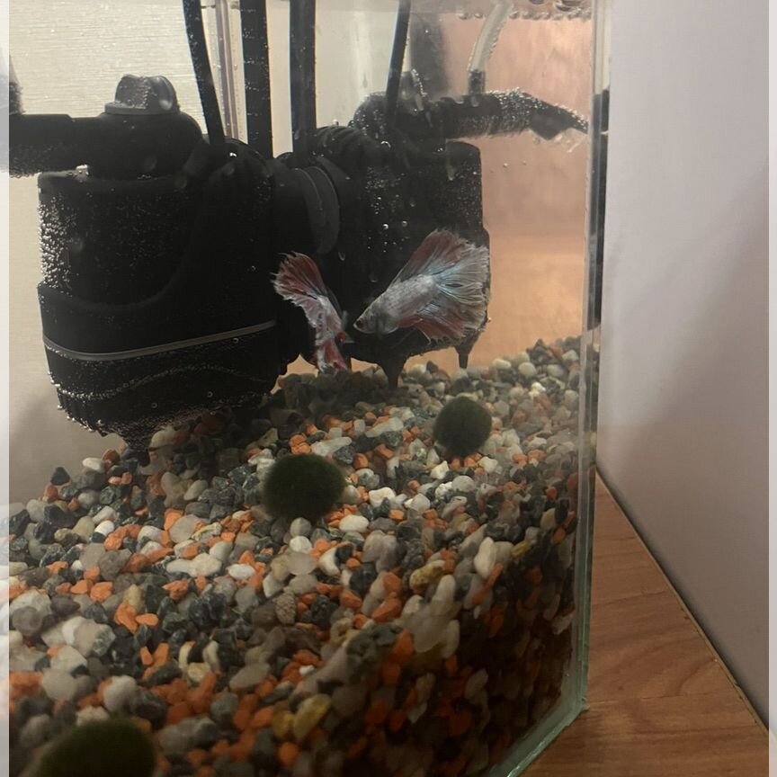 Аквариум с рыбкой петушок