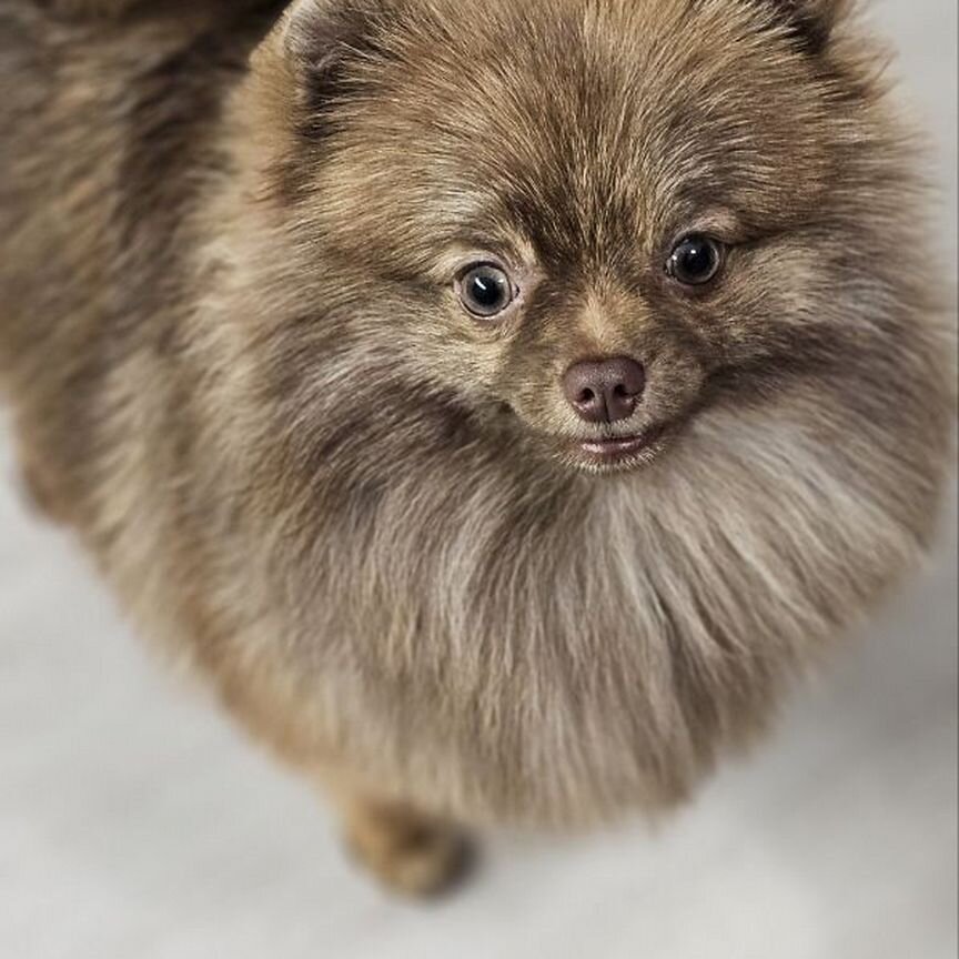 Померанский шпиц