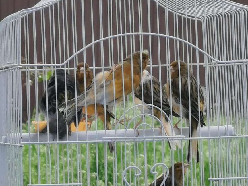 Кеннери самцы Кобальт жёлтый Мазай и тд