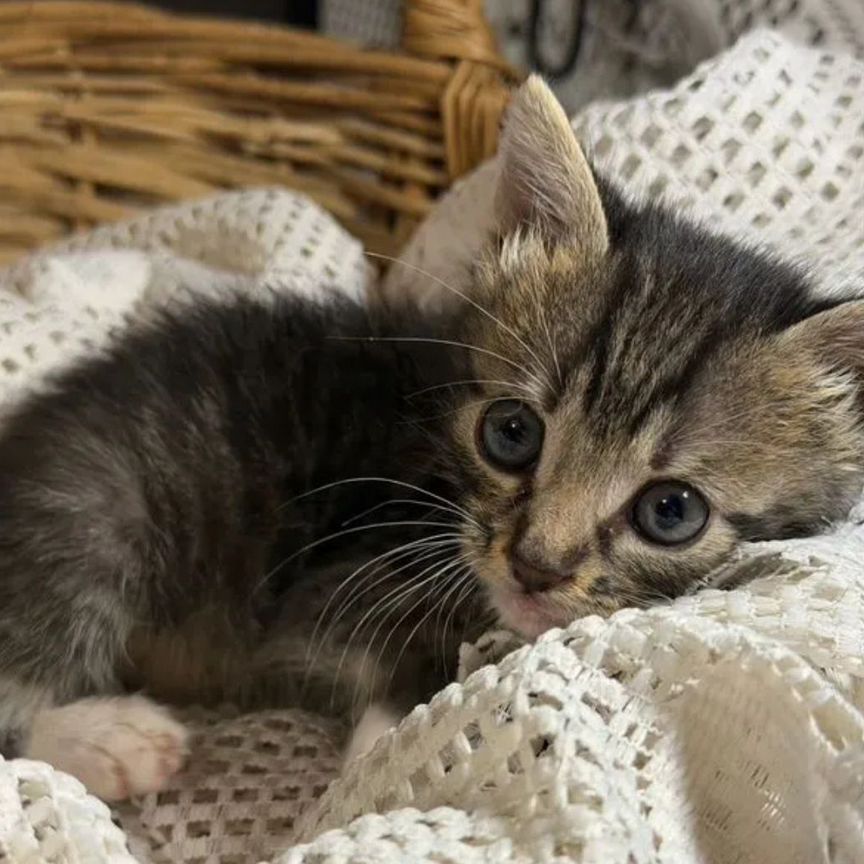 Котёнок в добрые руки