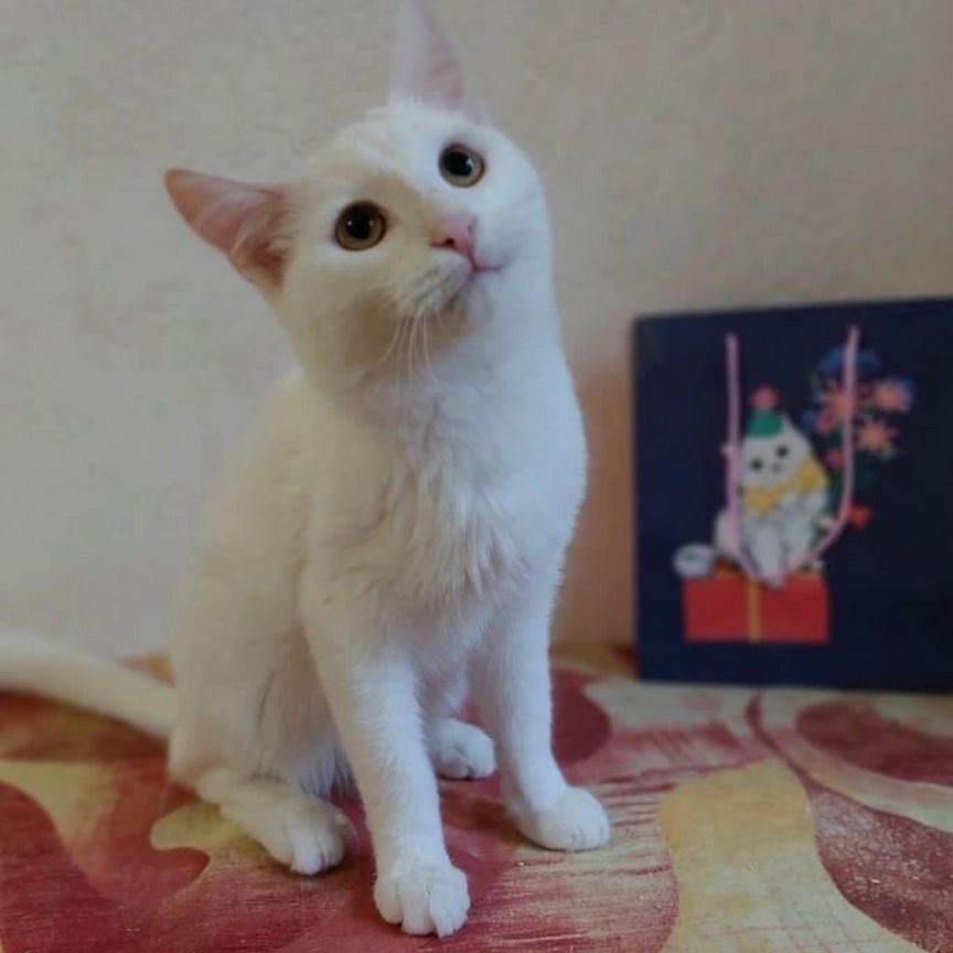 Котик Айк ищет любимых хозяев