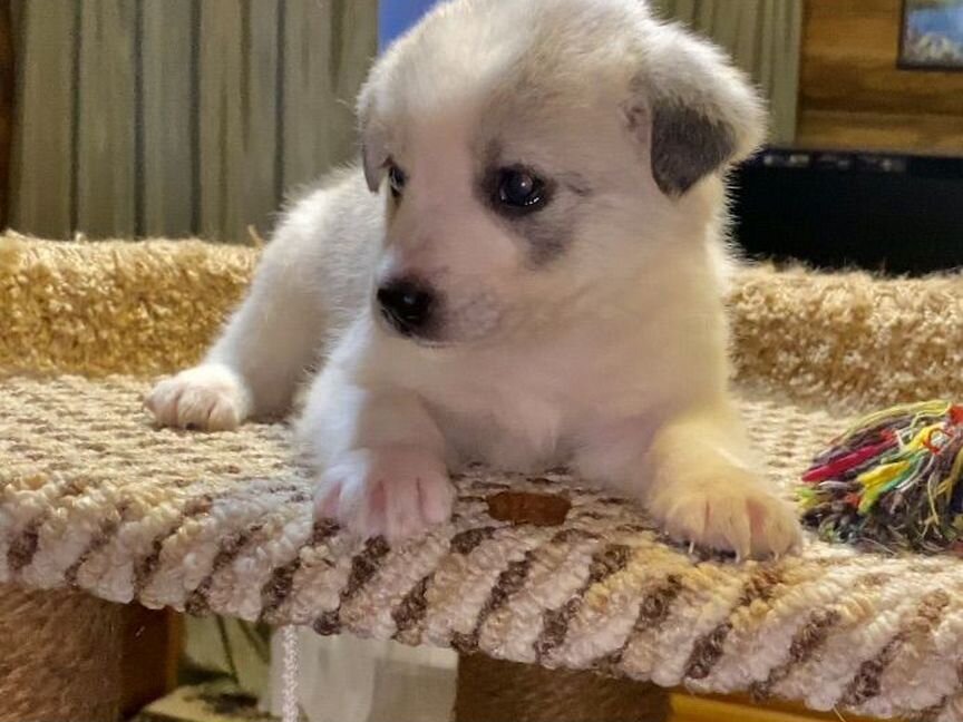 Щенок 1.5 мес девочка