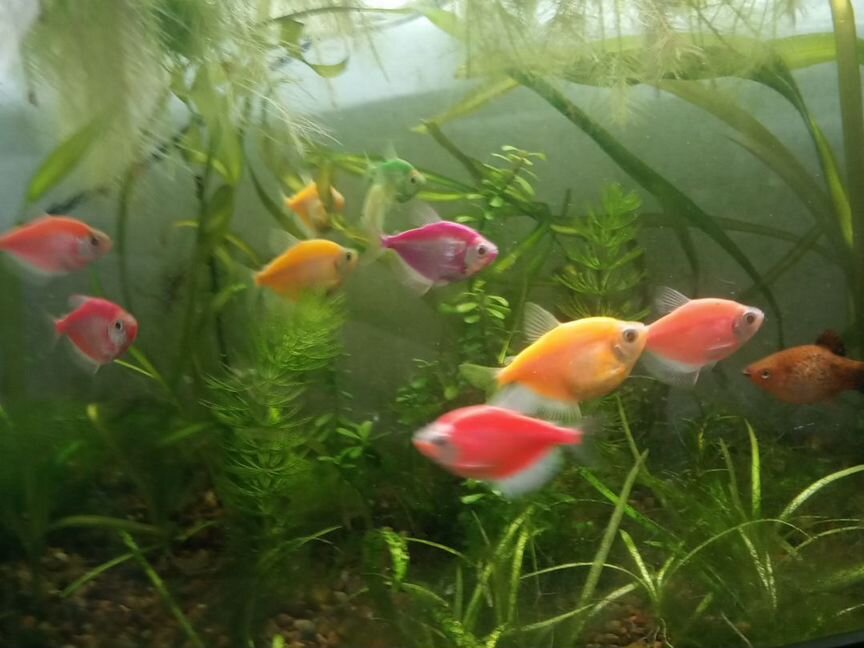 Аквариумные рыбки