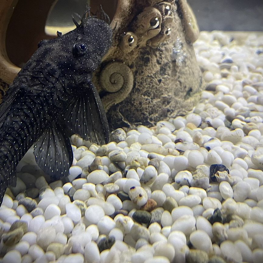 Взрослый анцитрус l181