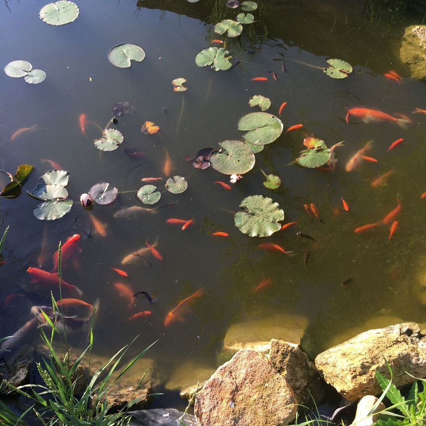 Продаю рыбки кои