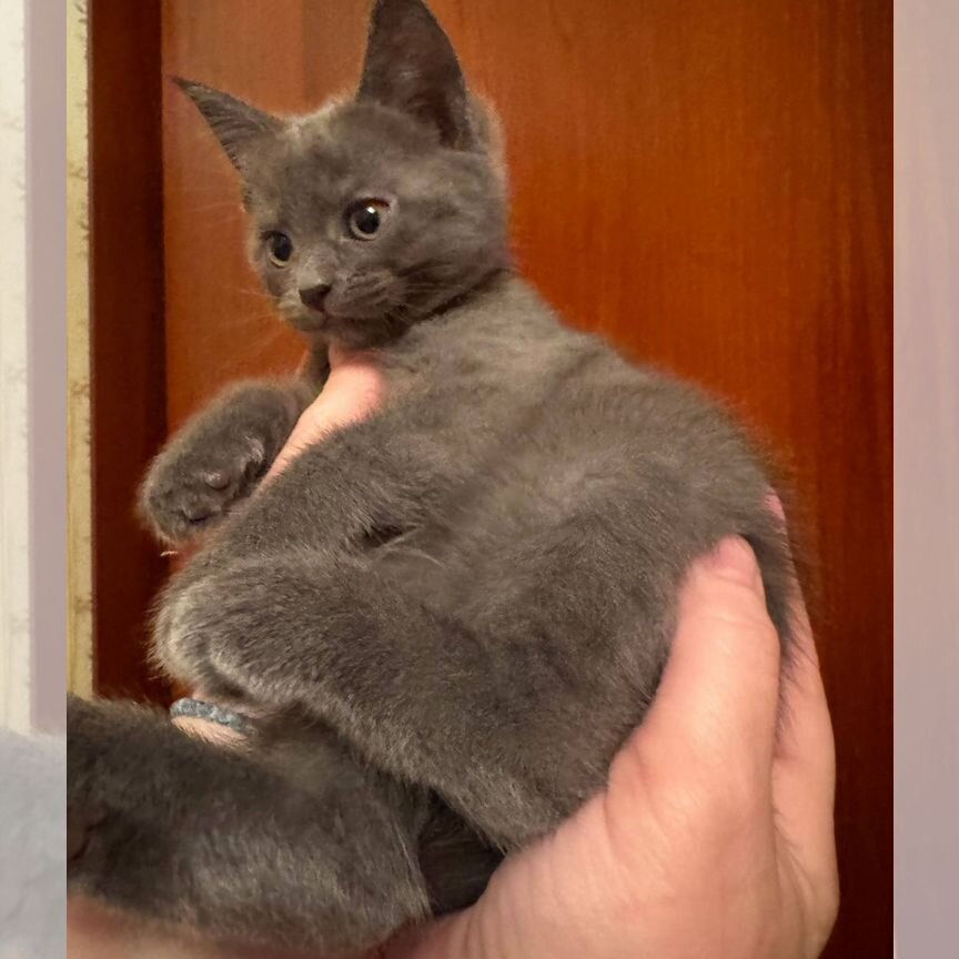 Шотландский прямоухий короткошёрстный котёнок