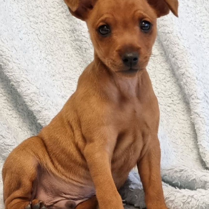 Карликовый пинчер