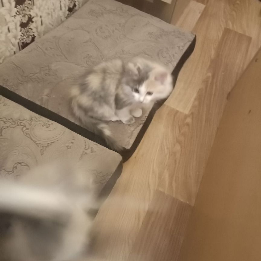 Домашние животные котята