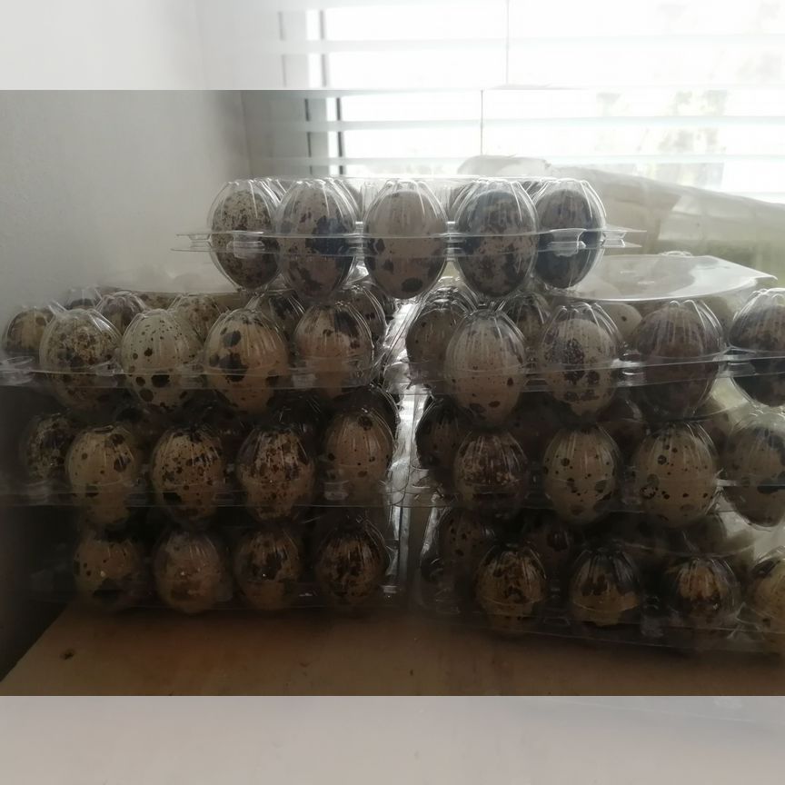 Инкубационное яйцо перепелов