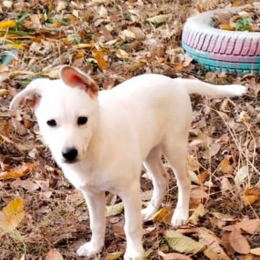 Щенок в добрые руки