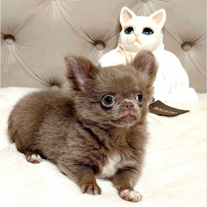 Щенки чихуахуа