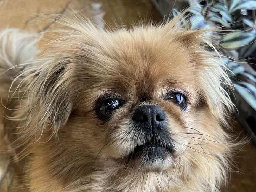 Пекинес Найден