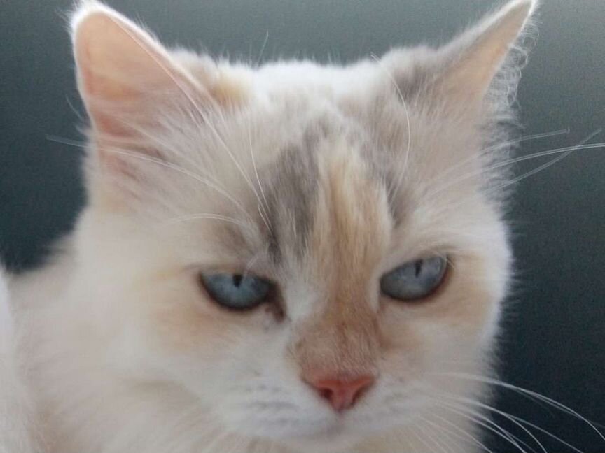 Кошка в дар бесплатно