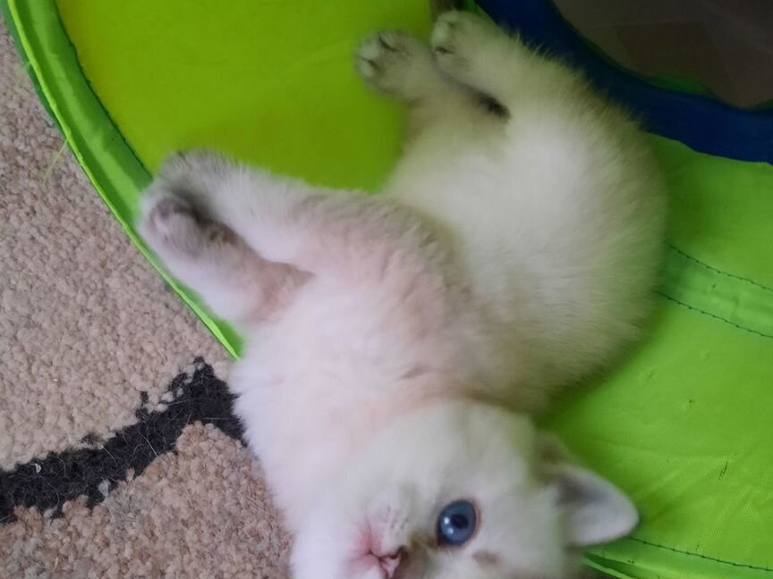 Котята британской шиншиллы