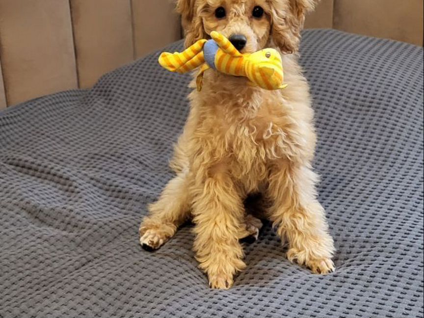 Миниатюрный пудель