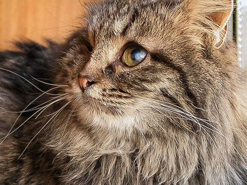 Кошка Пиратка - самое пушистое сокровище