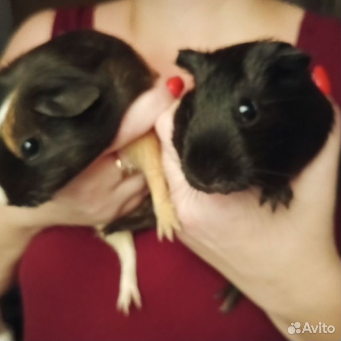 Морские свинки девочки