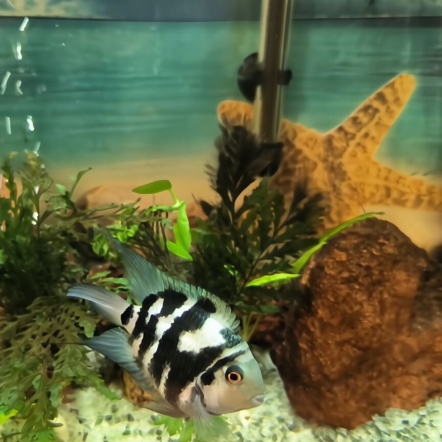 Рыбка сапфировый попугай