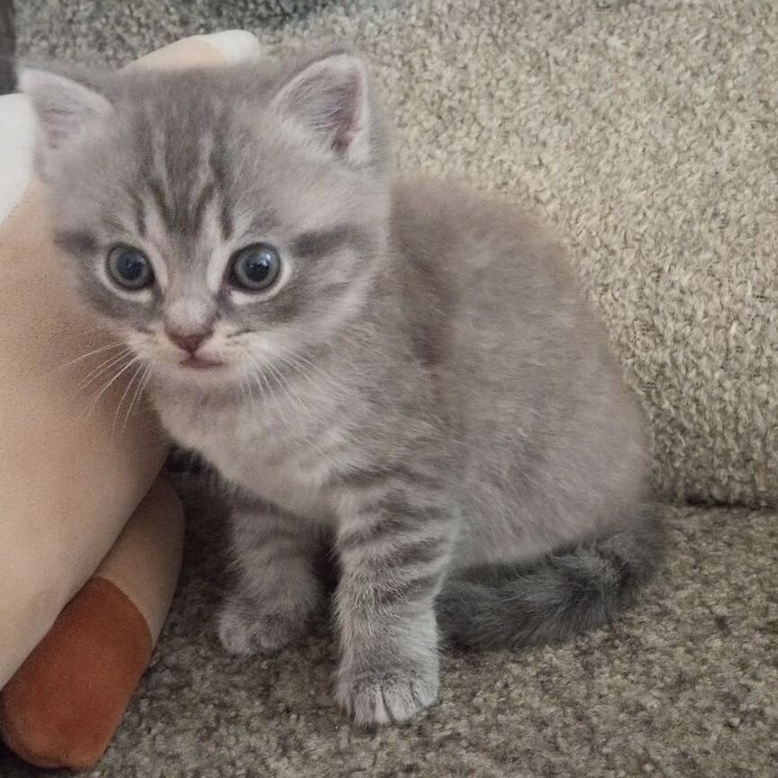 Шотландский прямоухий короткошёрстный котёнок