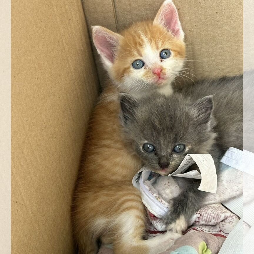 Рыжий кот мальчик