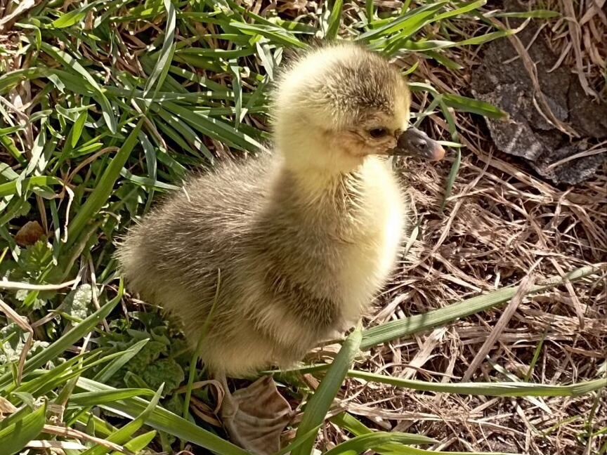 Гусята суточные
