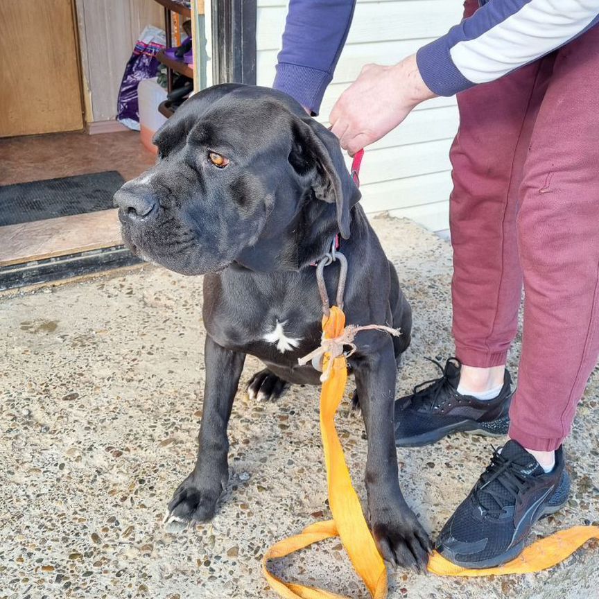 Отдам в добрые руки кане корсо