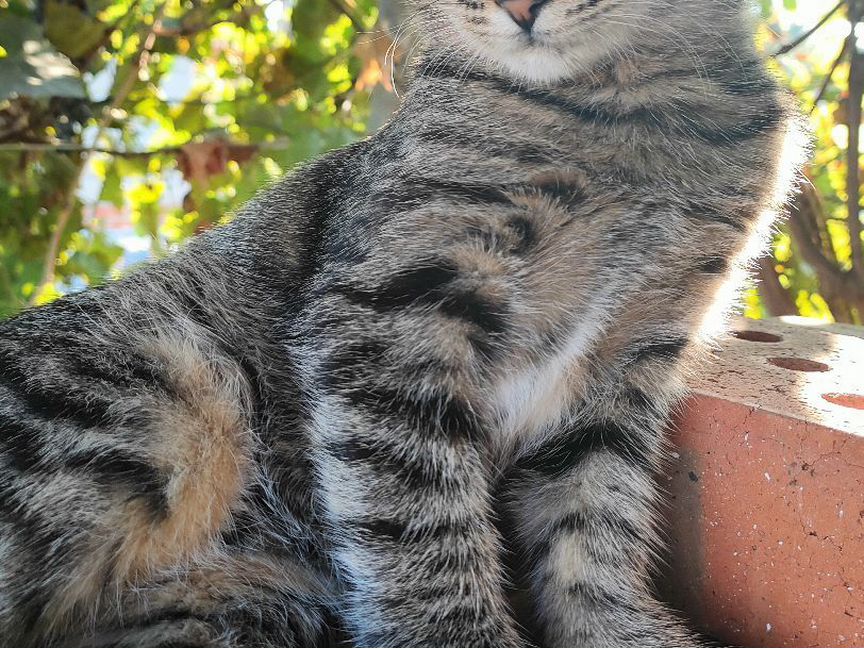 Кошка